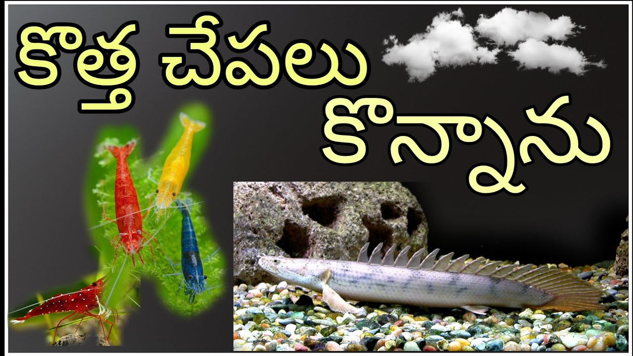 ‼️🤯I BROUGHT NEW MONSTER FISH 🐠 #telugu #trending #viral #aquarium # ...