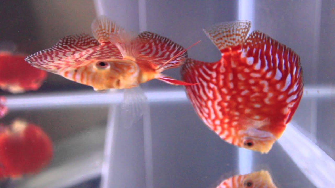 Red White Discus Fish Pair - YouTube