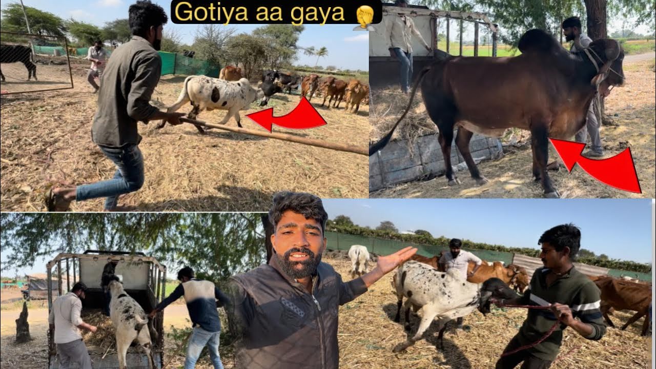 Gotiya aa gaya or lilda gaya 🤦 - YouTube