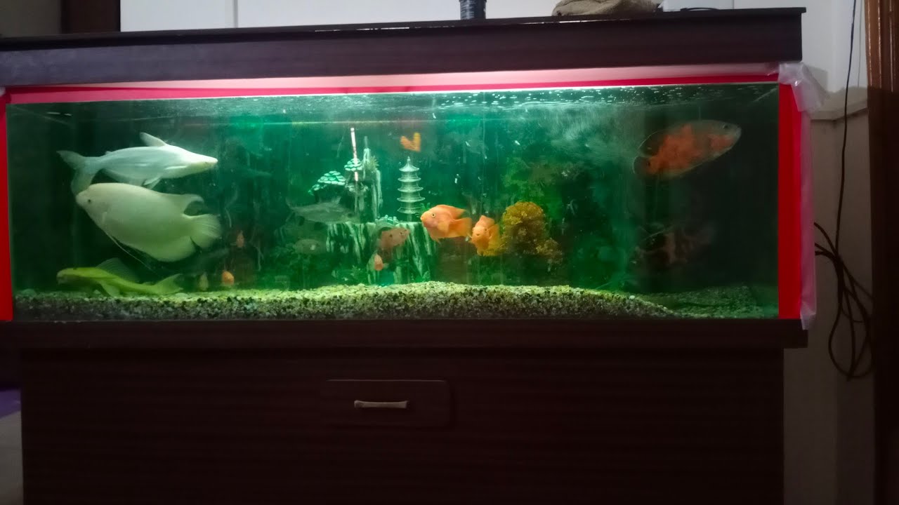 My 6 feet aquarium tank #fish - YouTube