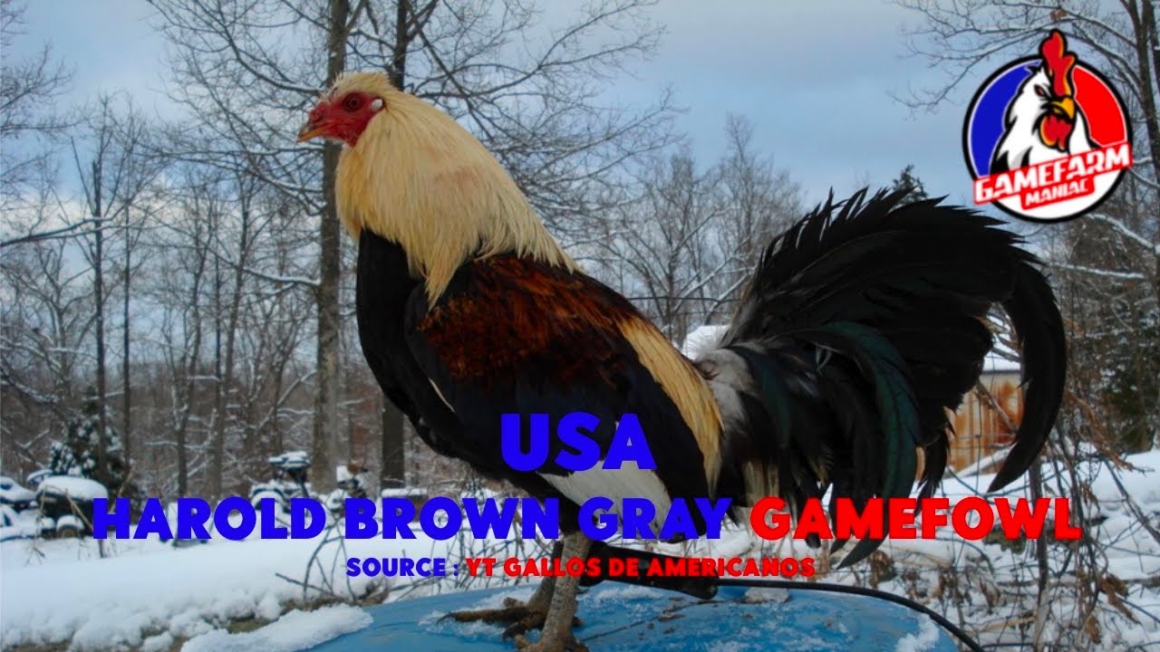 HAROLD BROWN GRAY GAMEFOWL | USA - YouTube
