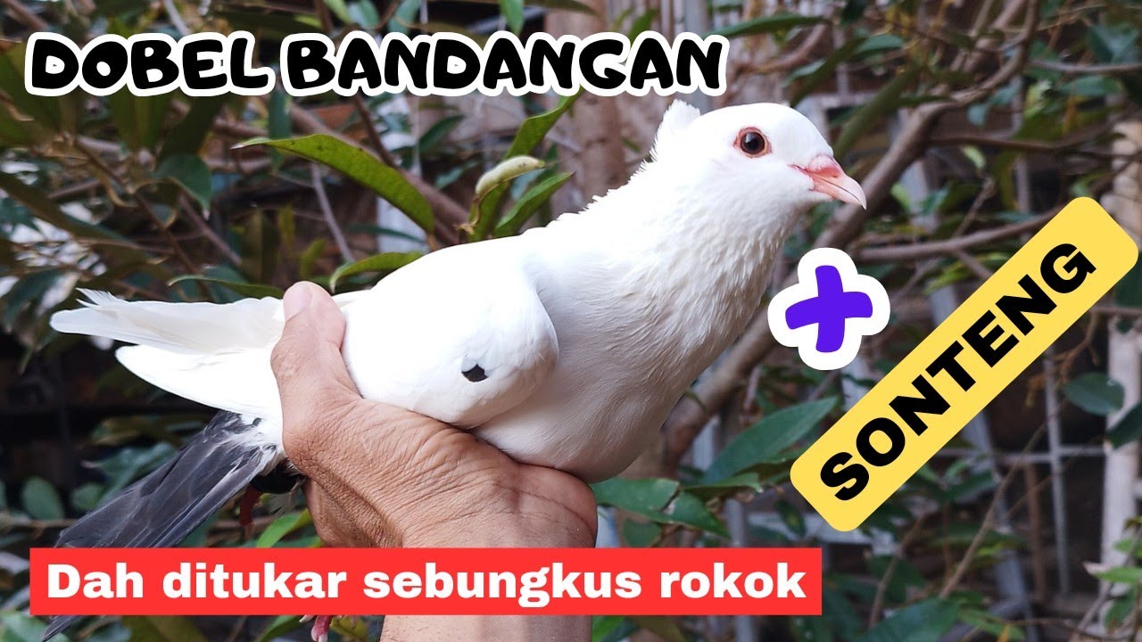 BANDANGAN SUMENEP SUDAH NANGKRING DI MARKAS GENG KAPAK SAAT BERANGKAT ...