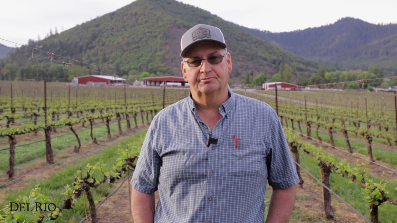 Del Rio Vineyards Celebrates Oregon Wine Month with Pinotpalooza! - YouTube