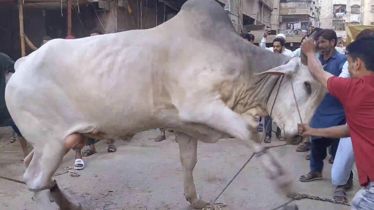 DANGEROUS BIG SIBI BULL QURBANI 2025 | ANGRY BULL QURBANI 2025 - YouTube