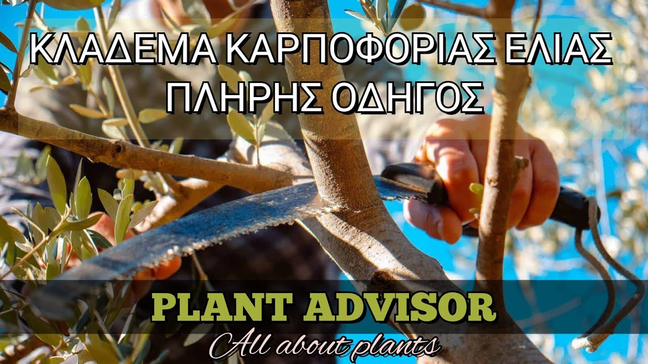 Κλάδεμα Καρποφορίας Ελιάς‼️ ΠΛΗΡΗΣ ΟΔΗΓΟΣ‼️ΜΑΘΕ ΤΟ ΚΛΑΔΕΜΑ ΣΕ 24" ‼ ...