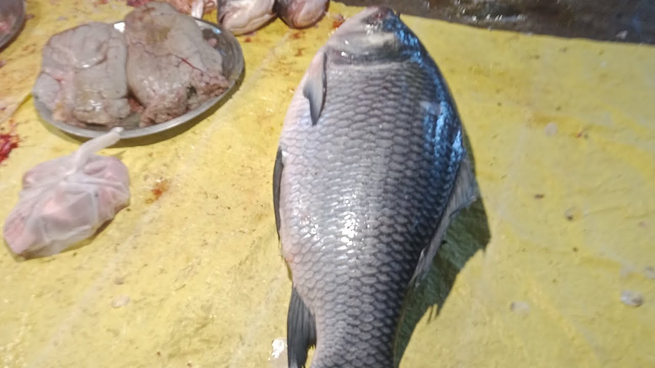 Big Size Rui & Ilish Fish in Fish Market 🐠🐟#fish - YouTube