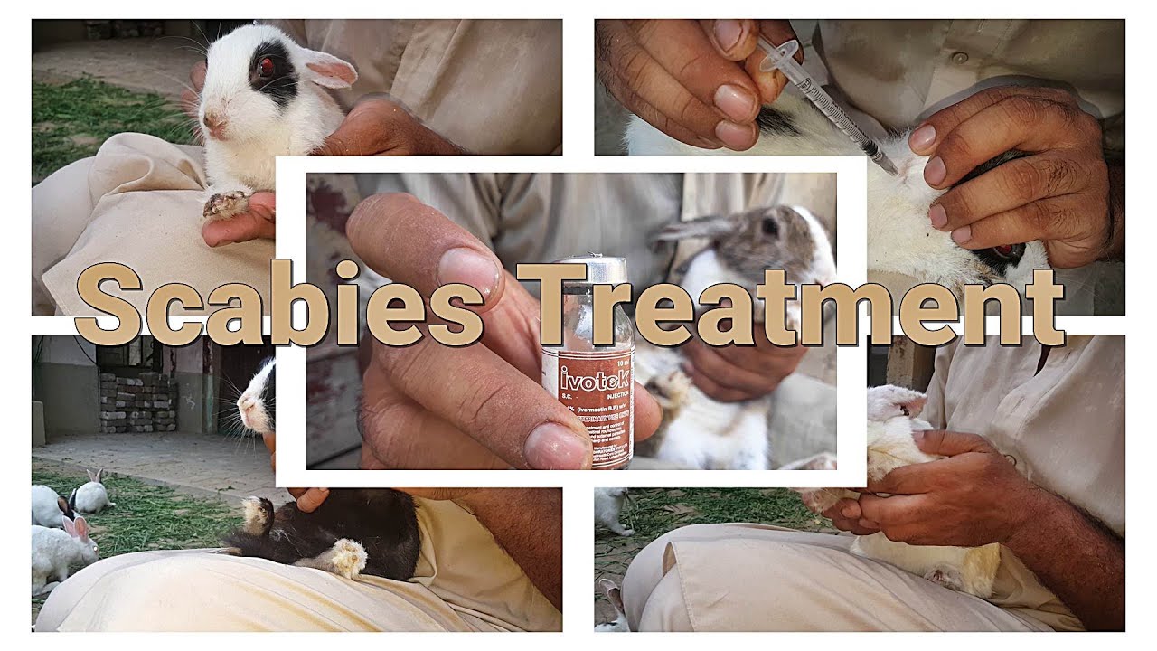Rabbit Scabies Treatment | Scabies Problem in Rabbits - YouTube