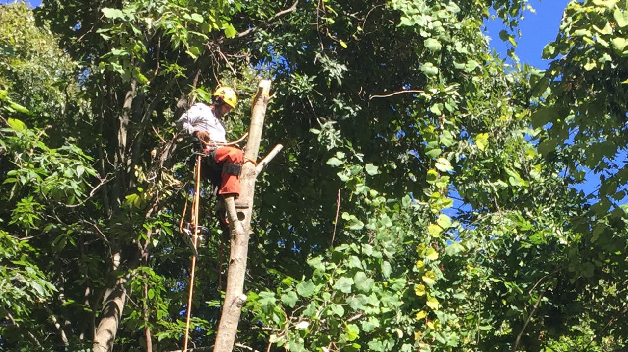 Mason Tree Worx 2015 - YouTube