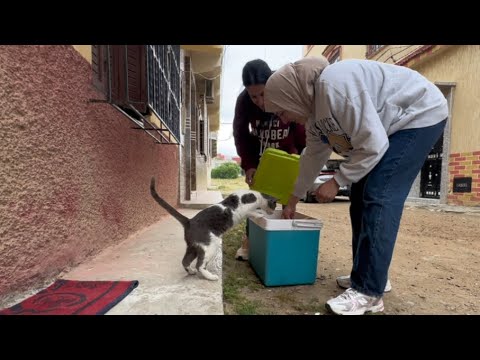 The stray pet cat was as happy as he was curious to discover the food ...