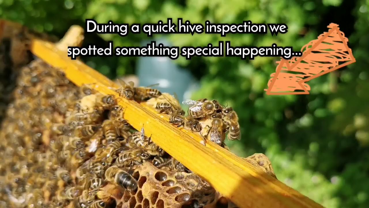 Watch a queen bee hatch! - YouTube