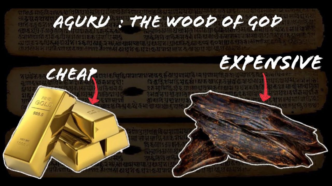 AGURU : The Wood of God | 💰Most Expensive Wood 💰| Dravyaguna ...