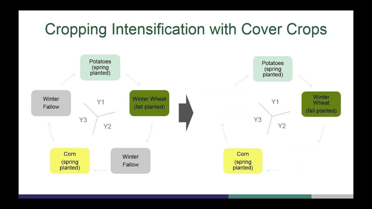 Crop Intensity and Reduced Tillage - YouTube