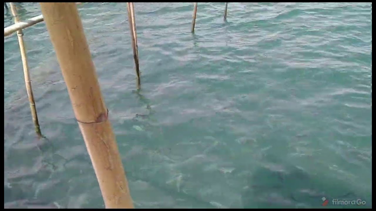 How Long To Feed The Milkfish 1 Sack Of Feed? - YouTube