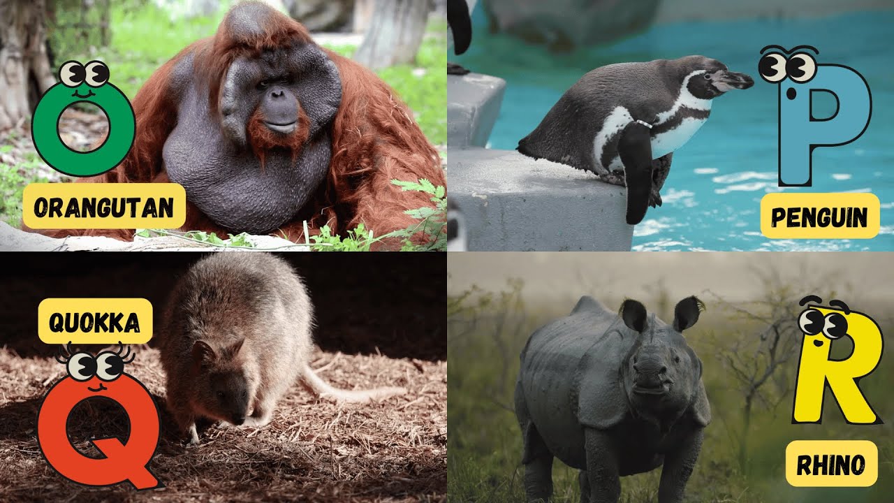 Real Wildlife ABCs | Real Animals Alphabet Song for Kids | Learn #abcd ...