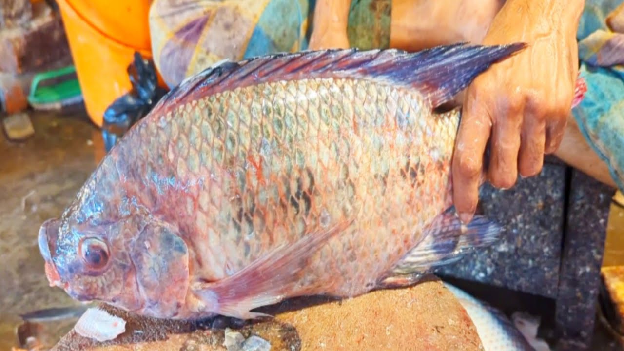 Fast Tilapia Fish cutting Skills In Bangladesh fish Market - YouTube
