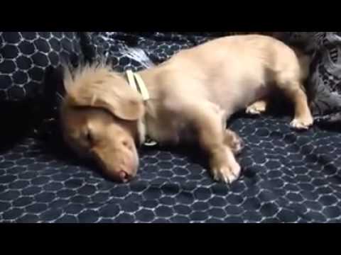 Uyurken Kazan Köpek