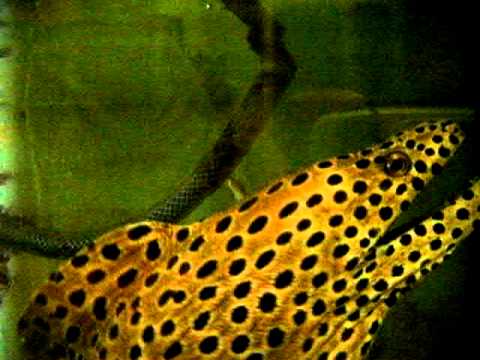 Daisy our tesselata moray eel - YouTube