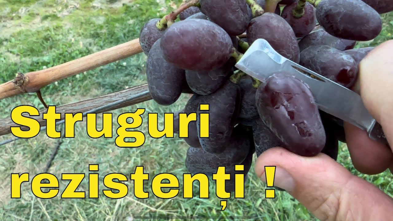 Cum rezista unele soiuri de struguri pe butuc . Struguri de masă de ...