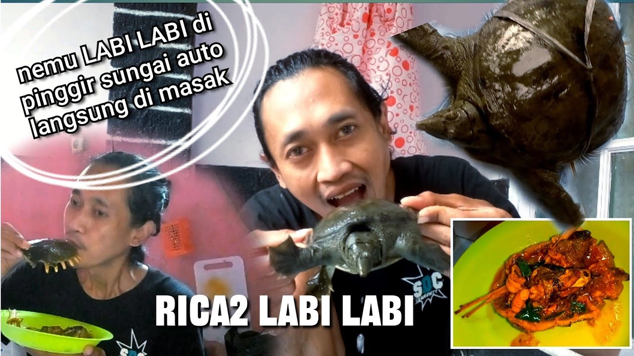 nemu BULUS/ LABI LABI di pinggir sungai langsung saja di masak - YouTube