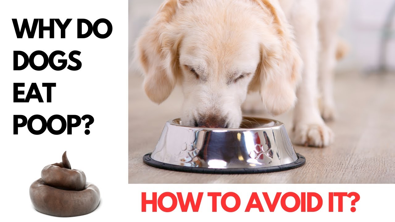 Why Do Dogs Eat Poop? Understanding Coprophagia in Dogs | How To Avoid ...