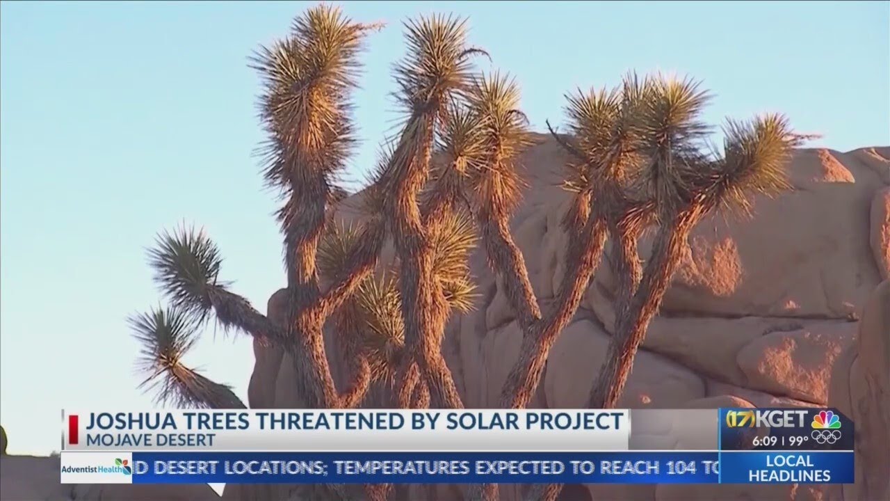 Joshua Trees threatened by solar project in Mojave - YouTube