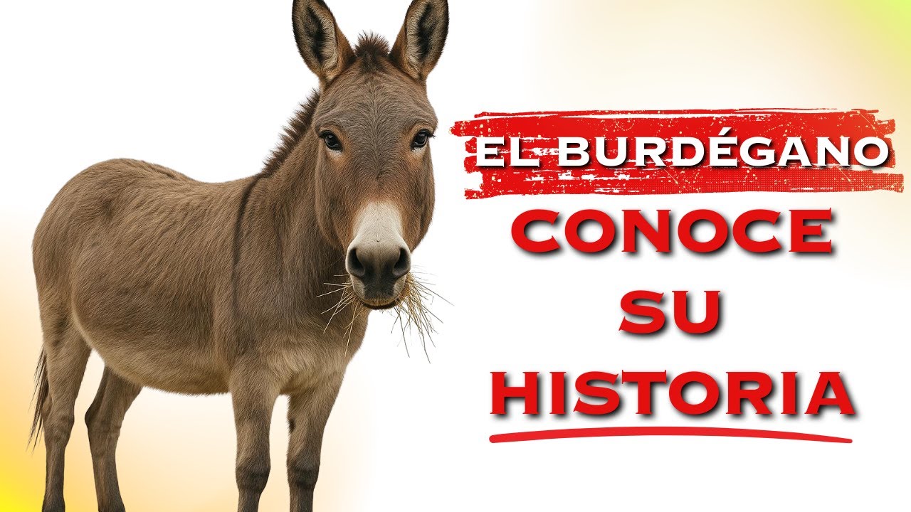 La Criatura Más Rara del Campo: Conoce al Burdégano - YouTube