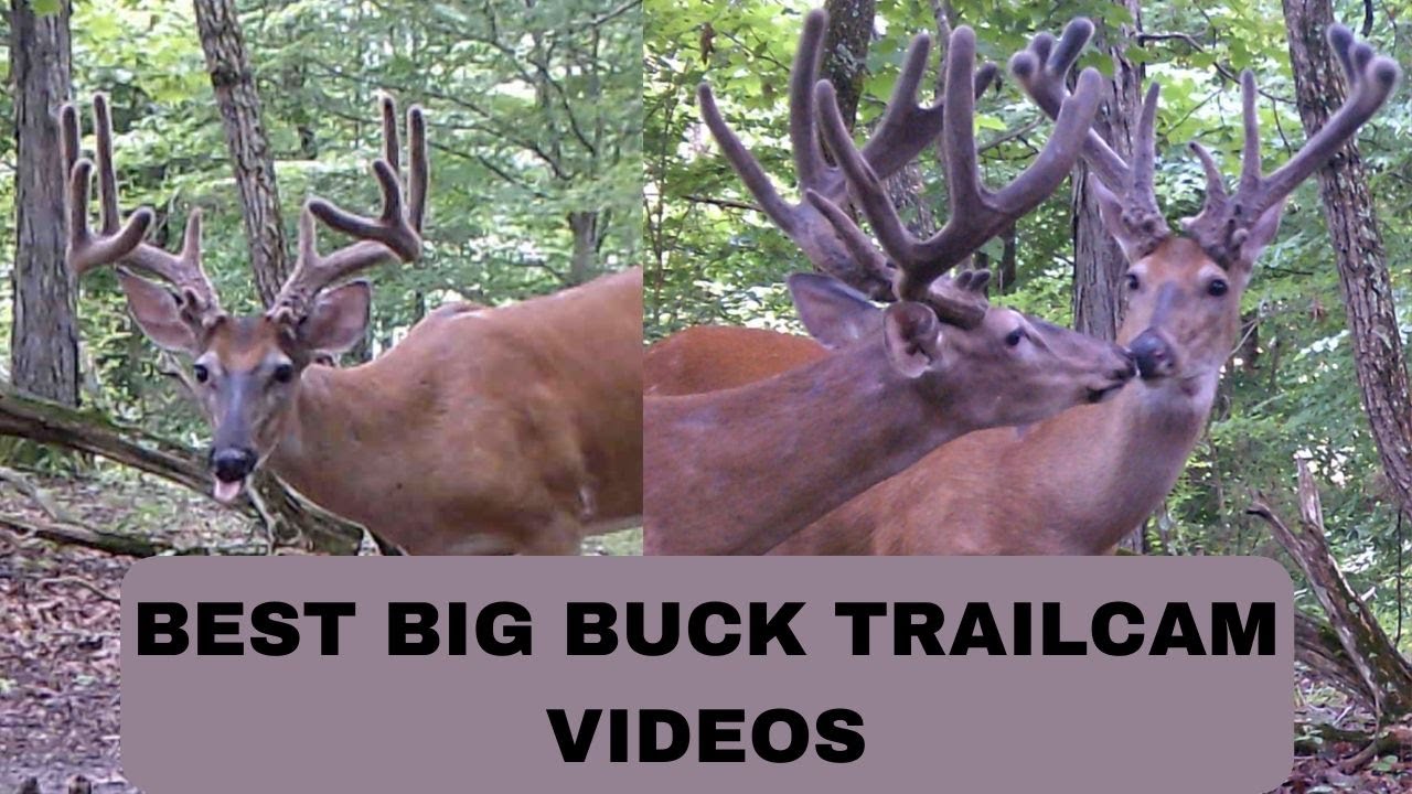 Best Big Buck Trail Cam Videos with Up Close Encounters - YouTube