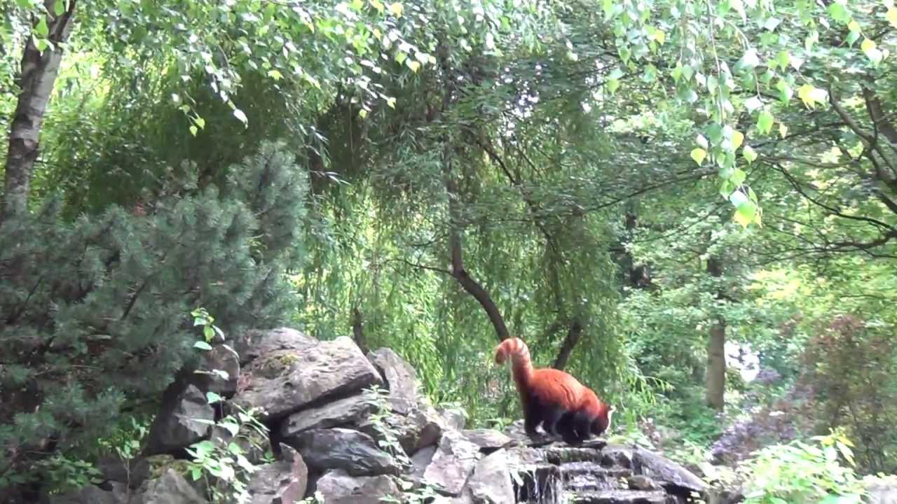 Red Panda in Zoo Opole - Panda ruda w Zoo Opole - YouTube