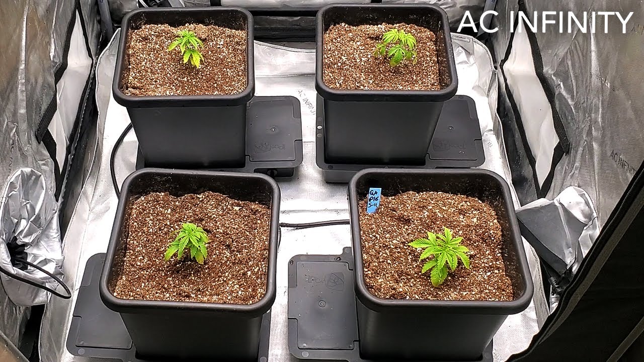 How To Germinate Seeds In Coco Coir + First 3 Weeks of Veg - The Infinity Grow: S5 EP1 - YouTube