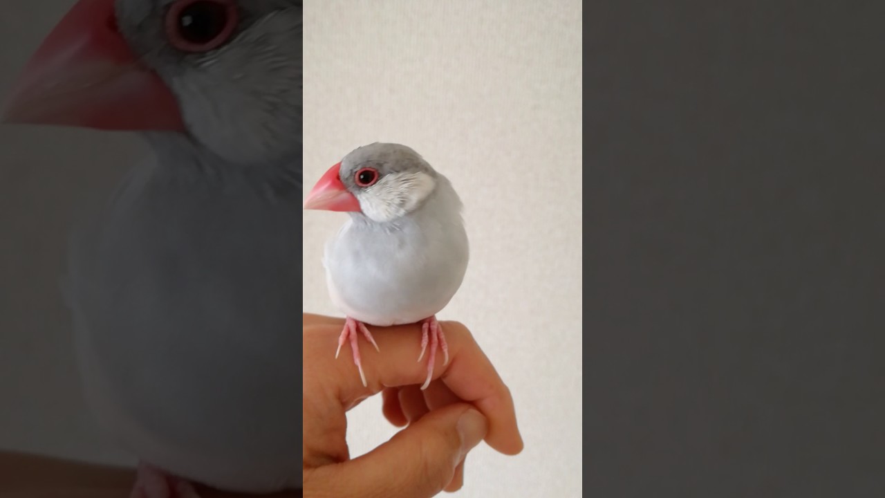 Silver Java sparrow 文鳥 - YouTube
