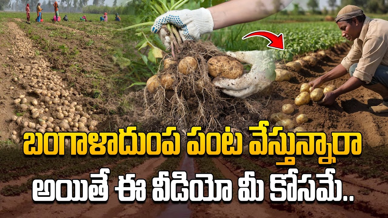 బంగాళాదుంప పంట వేస్తున్నారా..అయితే ఈ వీడియో మీ కోసమే.. | Alugadda ...