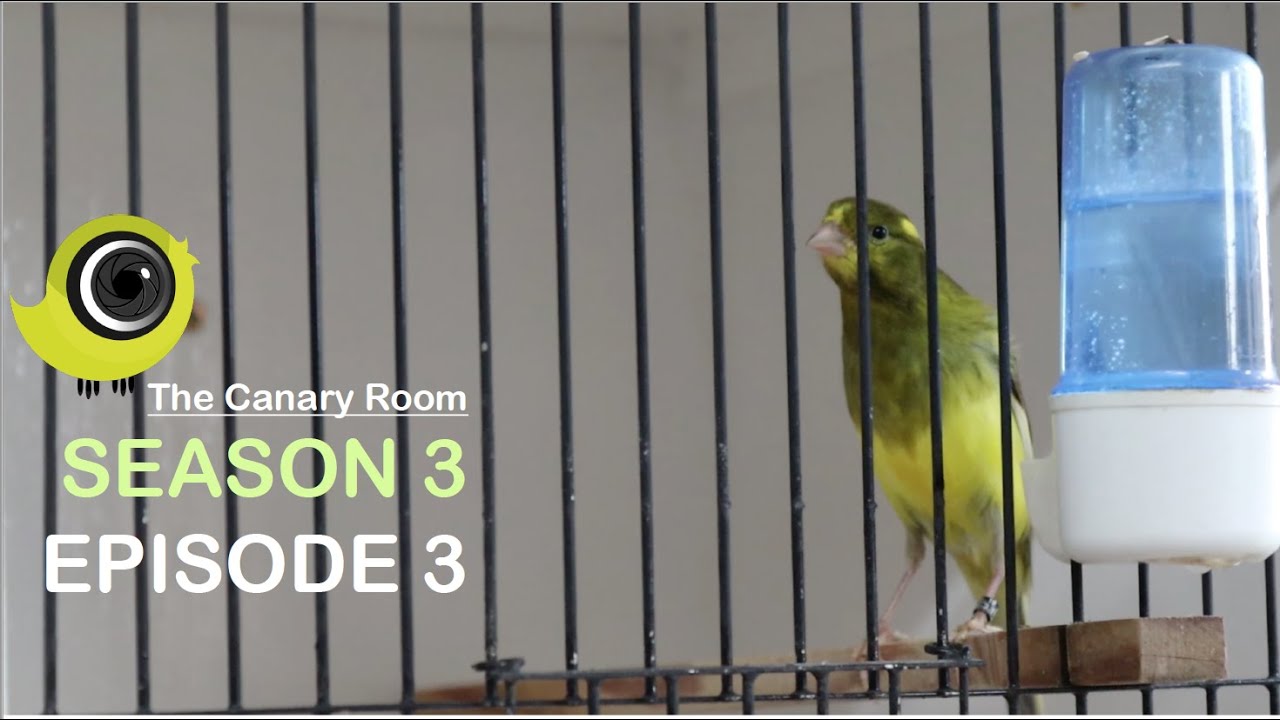 The Canary Room Season 3 Episode 3 (Full Episode) - YouTube
