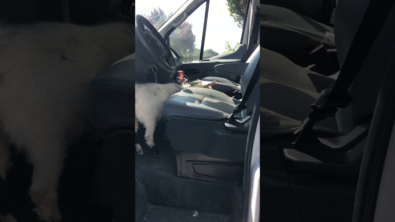 Goat inside my car - YouTube