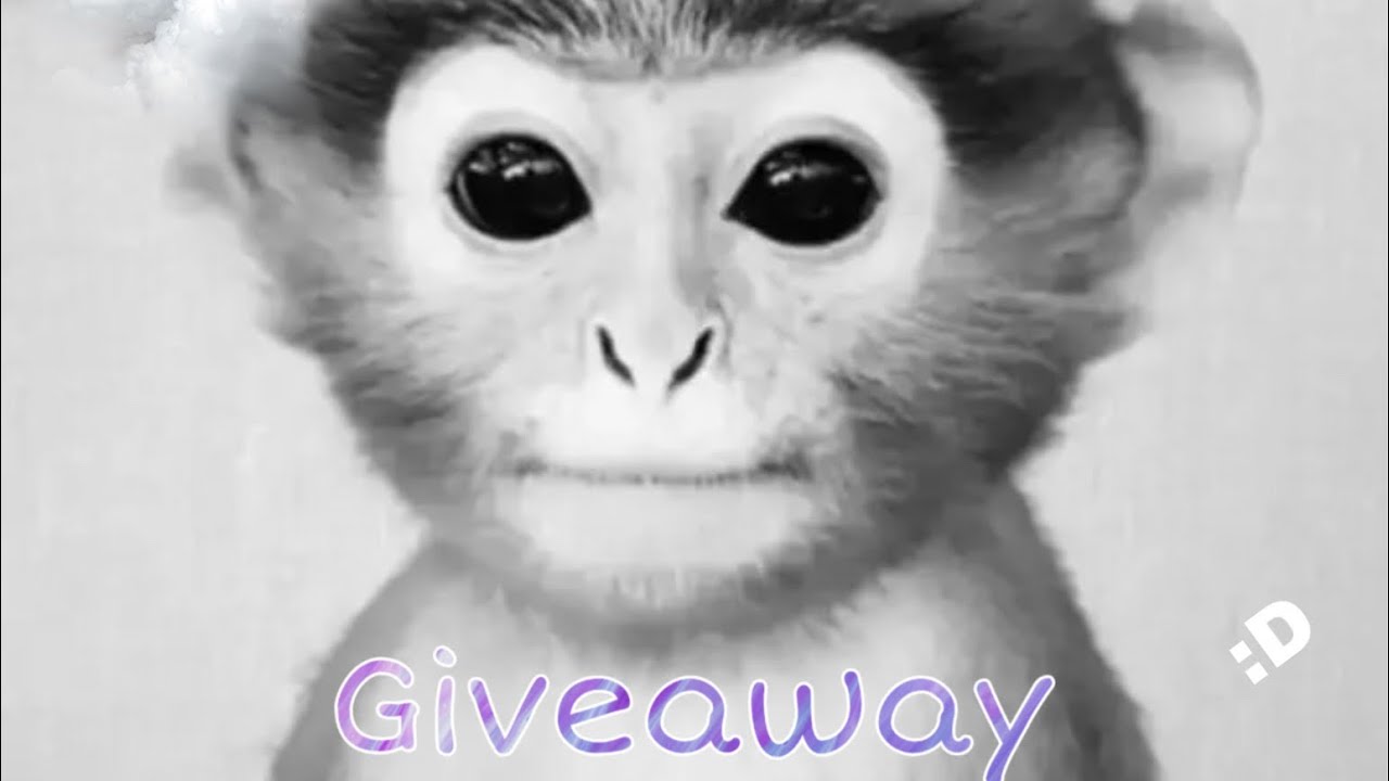 GIVEAWAY FOR.... A MONKEY WINNER - YouTube