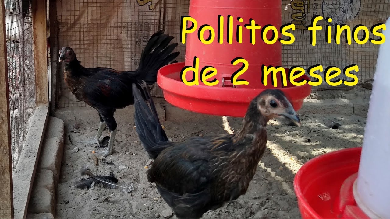 POLLITOS FINOS DE 2 MESES *aves de corral - YouTube