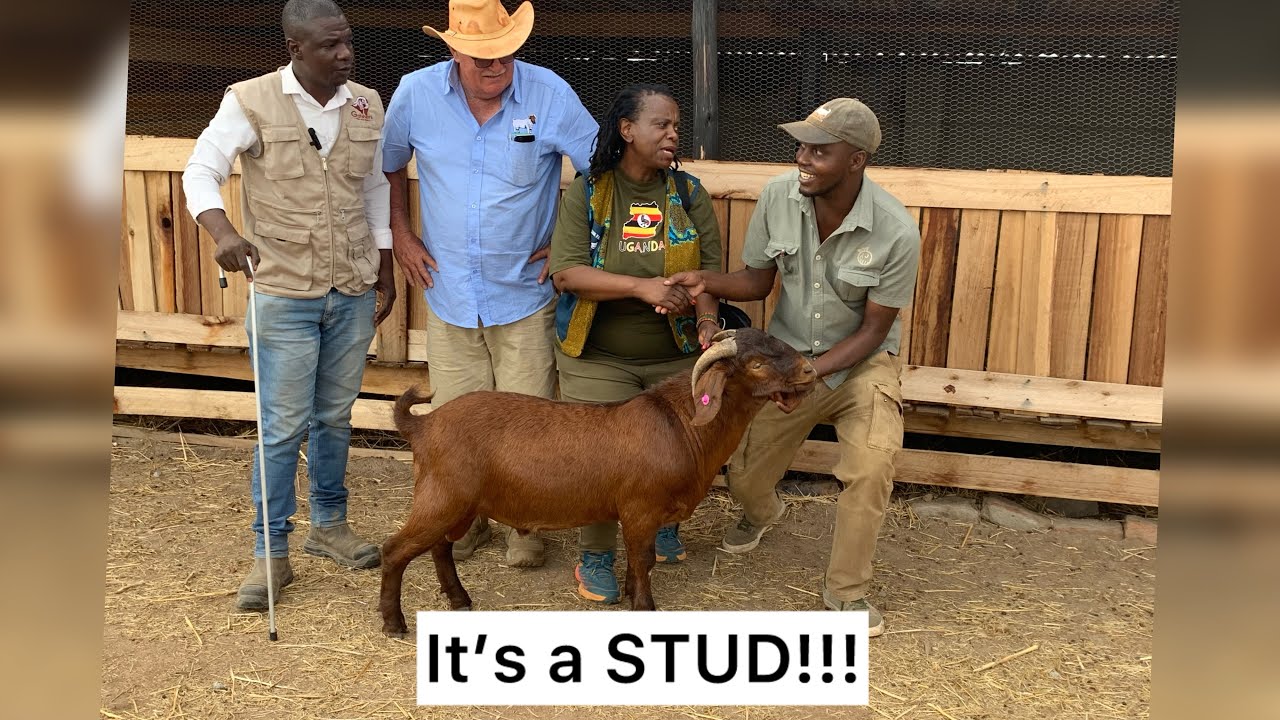 REGISTER Now For the ONLINE GOAT Breeding Masterclass! Kalahari Red ...