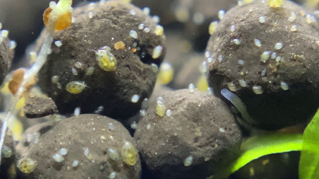 Ostracoda Seed Shrimp