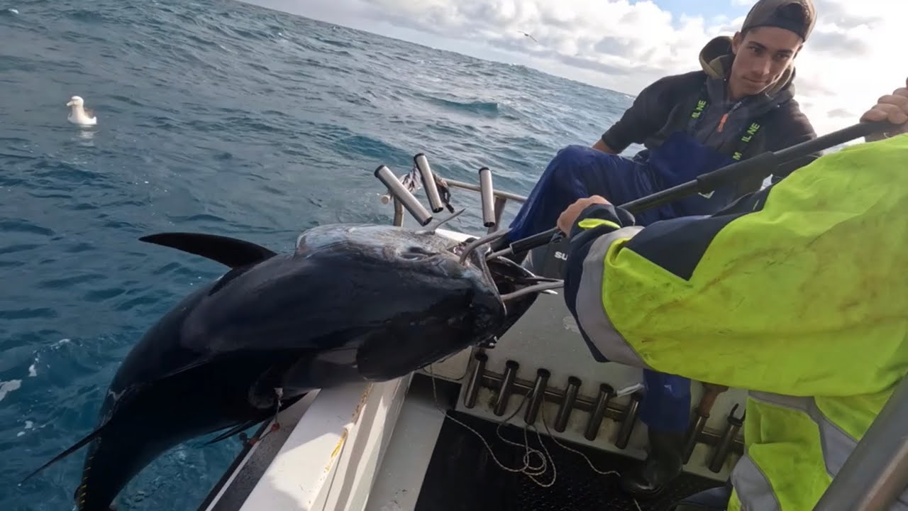 Fishing for the most powerful fish in the ocean - YouTube