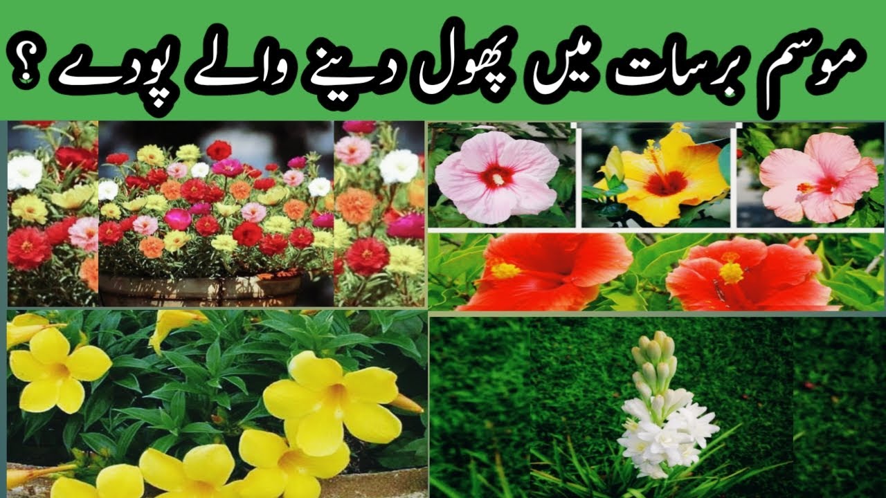 barsat k mosam main phool dene wale plant |rainy season plant give ...