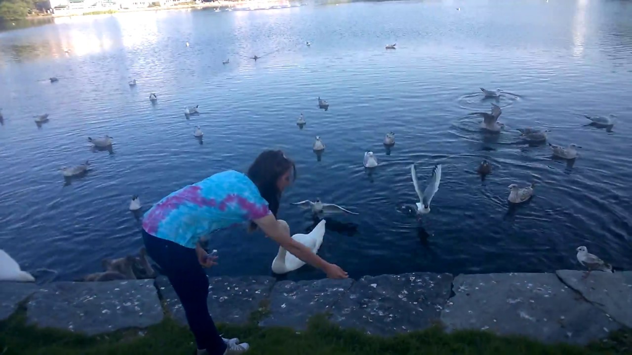 Birds feeding in the air- Stavanger, Norway- July, 2014 - YouTube