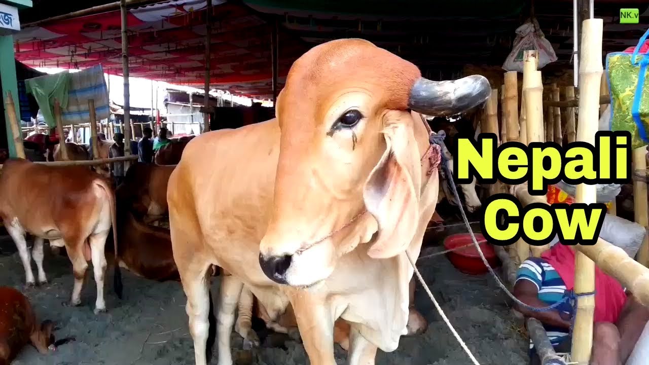 Nepali Cow in Kurbanir Hat | The Stylish Cow From Nepal - YouTube