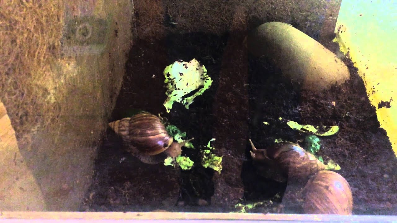 Snails eat cabbage - YouTube