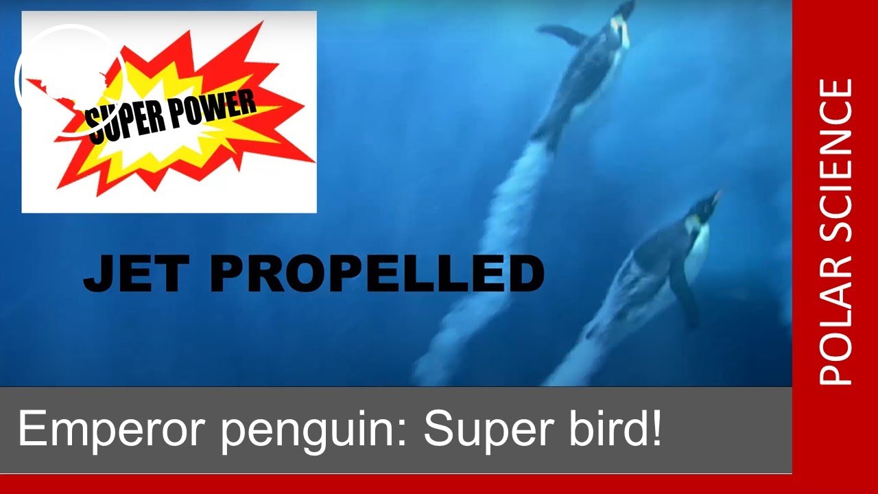 Emperor penguin: Super bird! - Peter Fretwell - YouTube