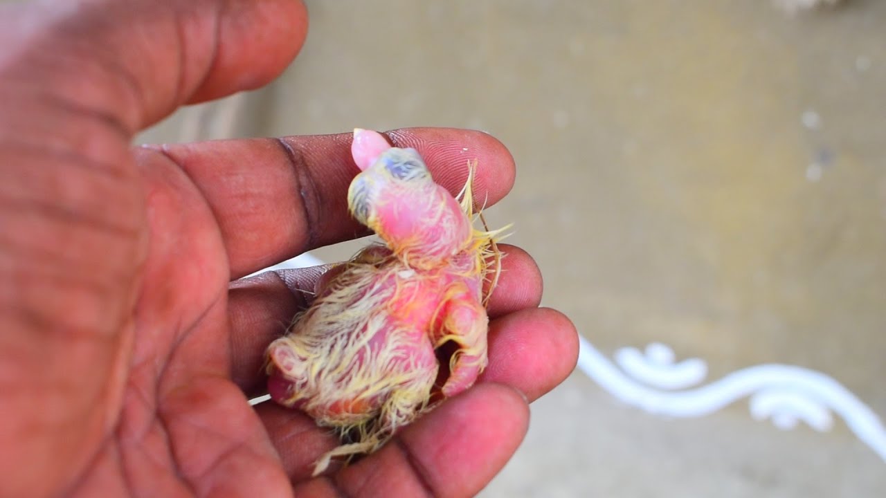 PIGEON HATCHING VEDIO 2 / NEW BORN PIGEON - YouTube