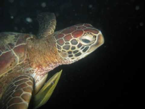 Sea Turtle Song - YouTube