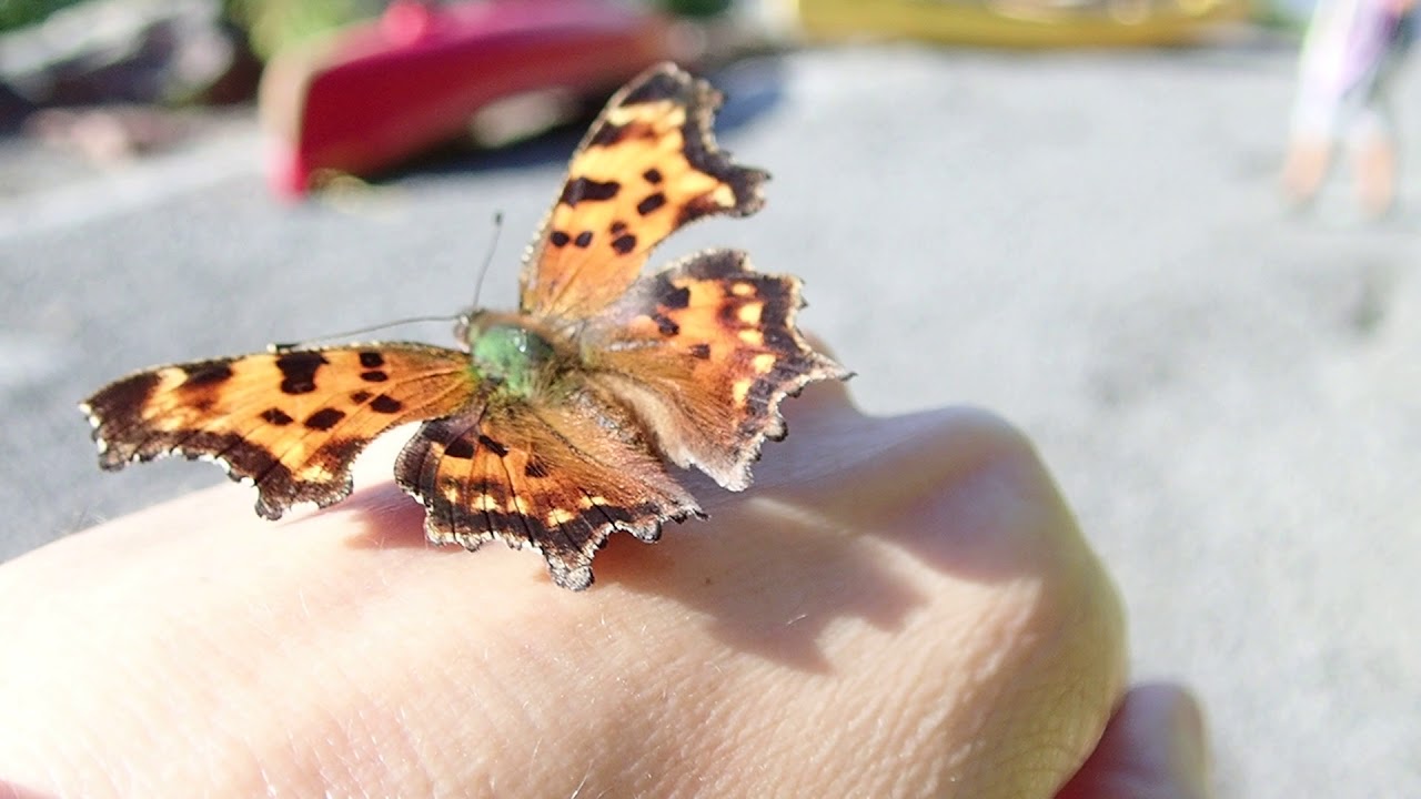 Papillon polygone à taches vertes - YouTube