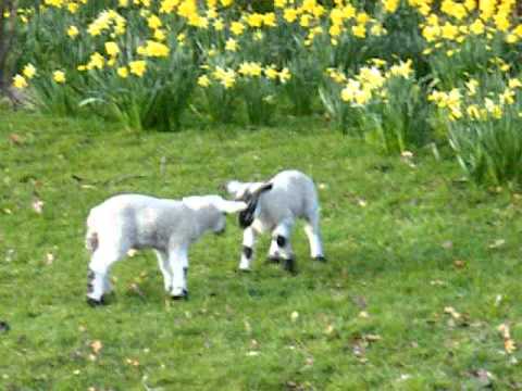 Jumping Lambs in Westmeath - YouTube