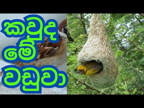 වඩු කුරුල්ලා | wadu kurulla |Information about animals in sinhala ...