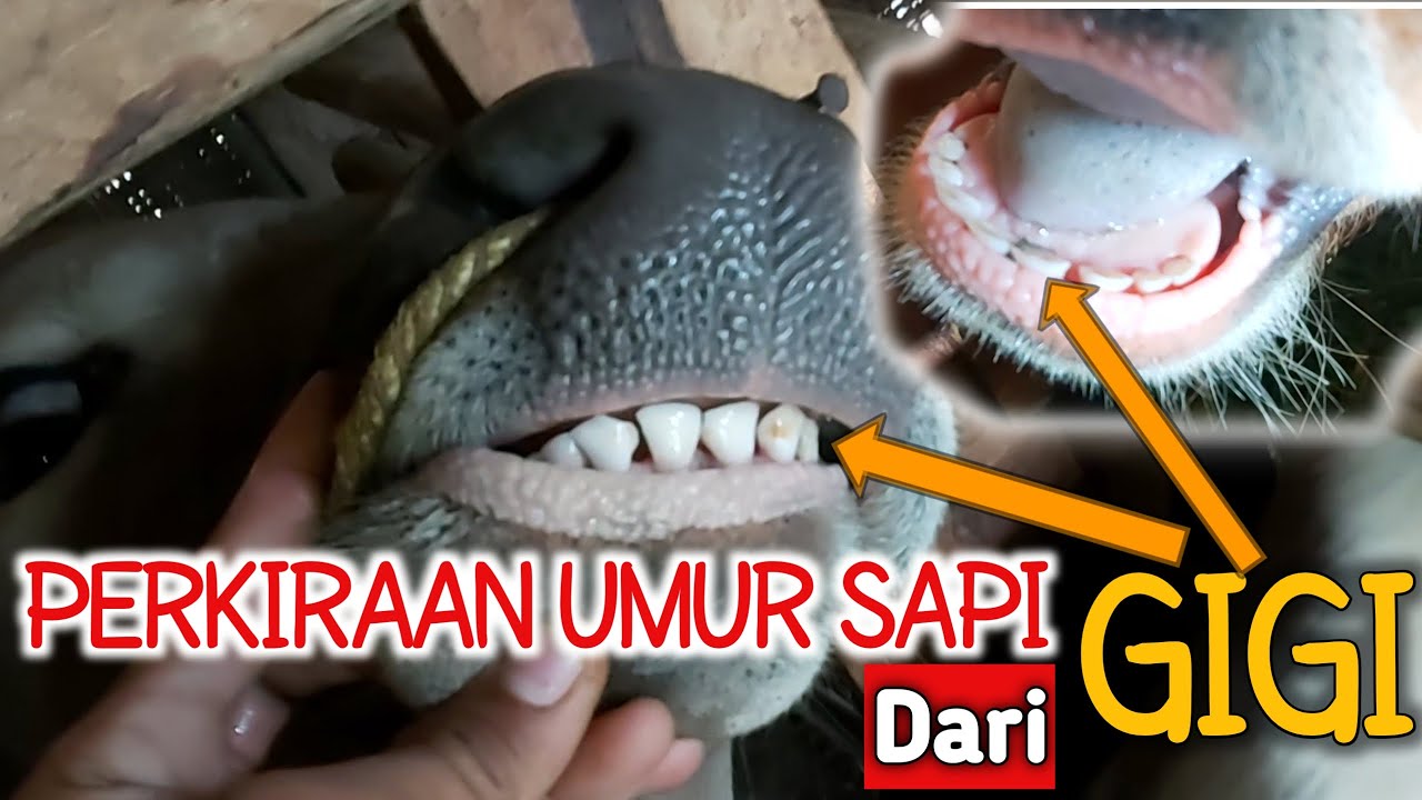 Review Cara Mengetahui Umur Sapi Dari Bentuk GIGI Seri - YouTube