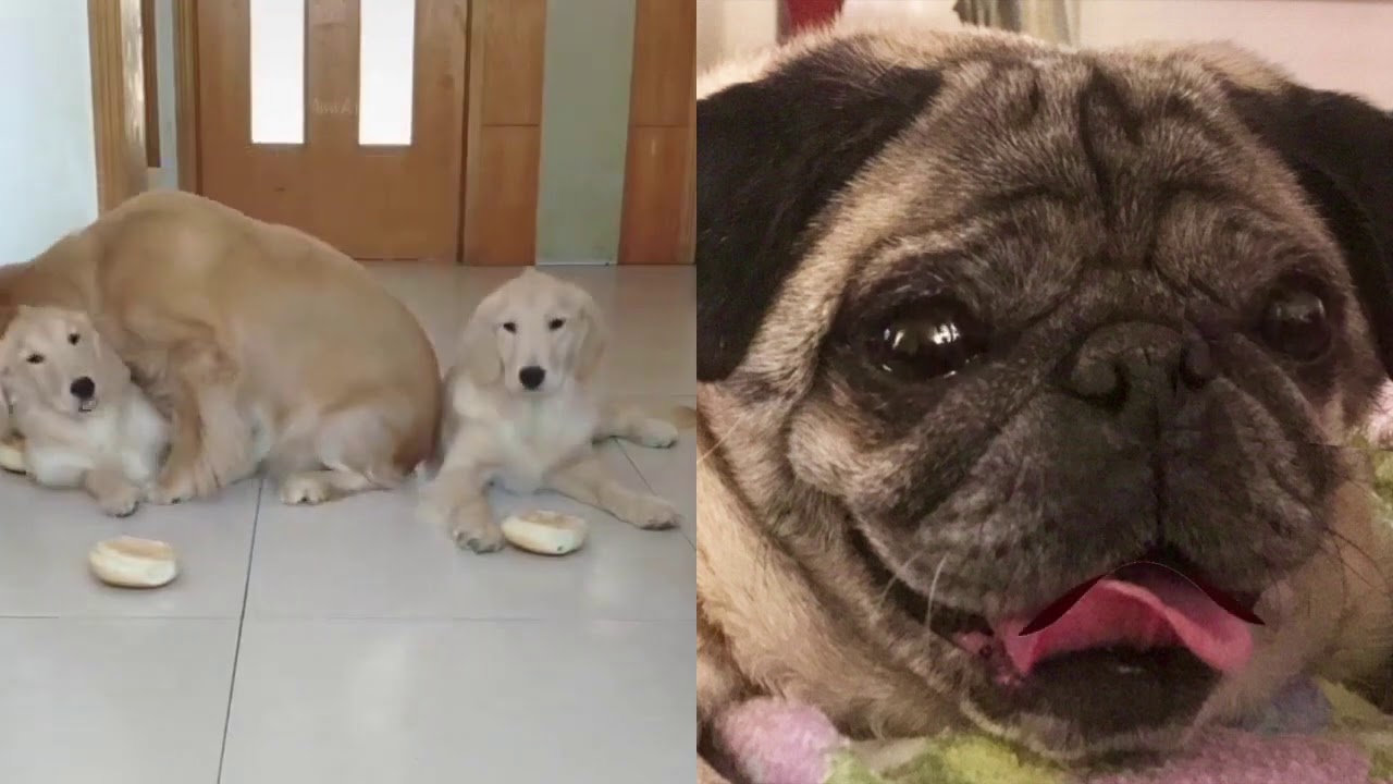 HAPPY REACTS TO CUTE DOGS - REACTIONS - YouTube